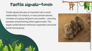 ENG 58 PPT ANIMAL LANGUAGE.pptx