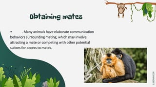 ENG 58 PPT ANIMAL LANGUAGE.pptx