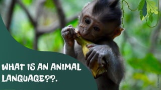 ENG 58 PPT ANIMAL LANGUAGE.pptx