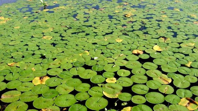 Engagement For All: Fostering Intergenerational Collaboration in the ...