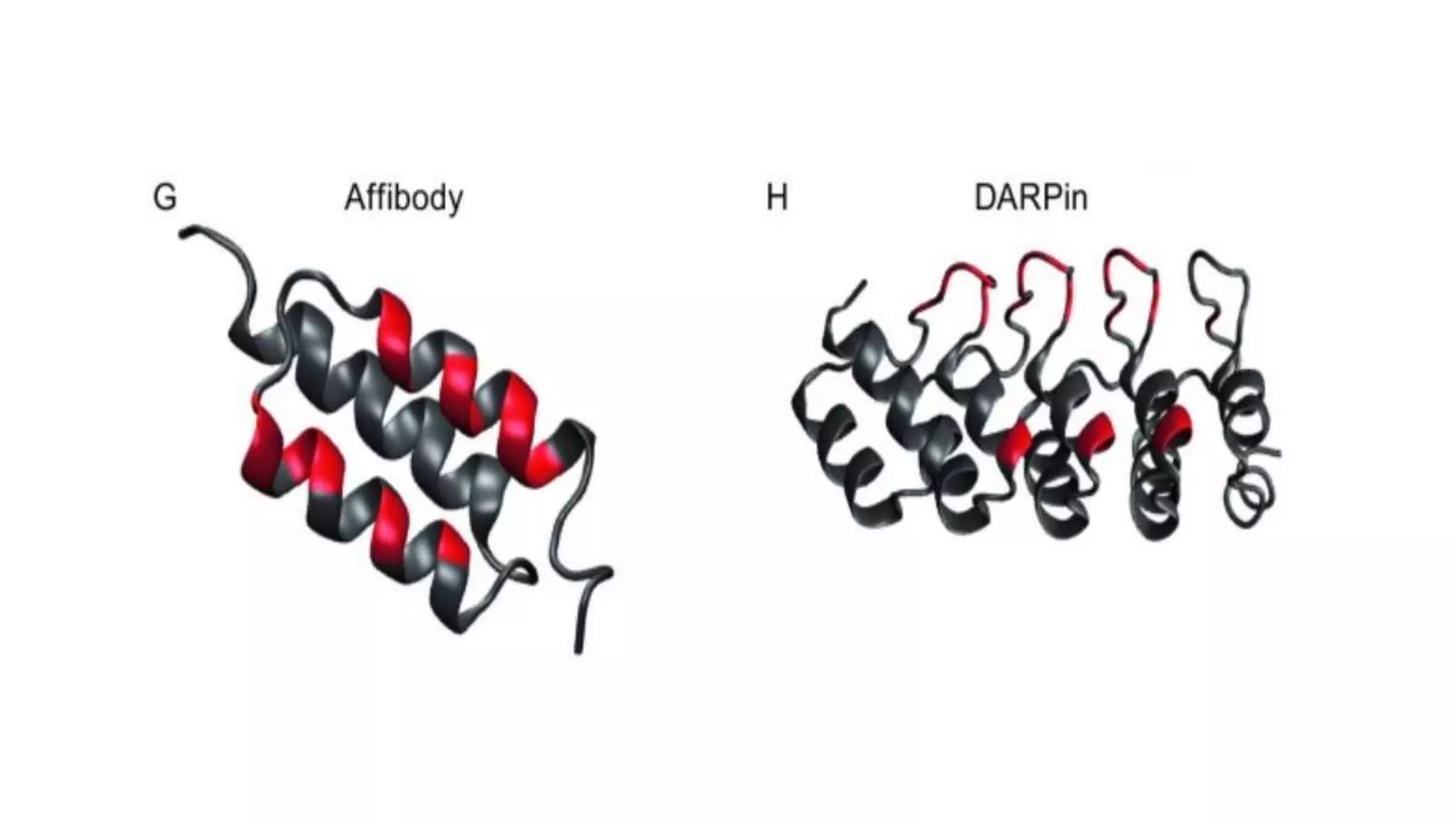 Engineered scaffold protein | PPTX