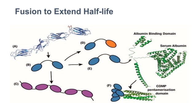 Engineered scaffold protein | PPTX