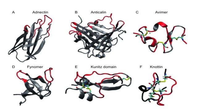 Engineered scaffold protein | PPTX
