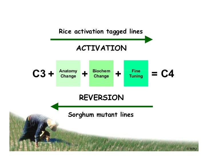 Engineering c4 rice
