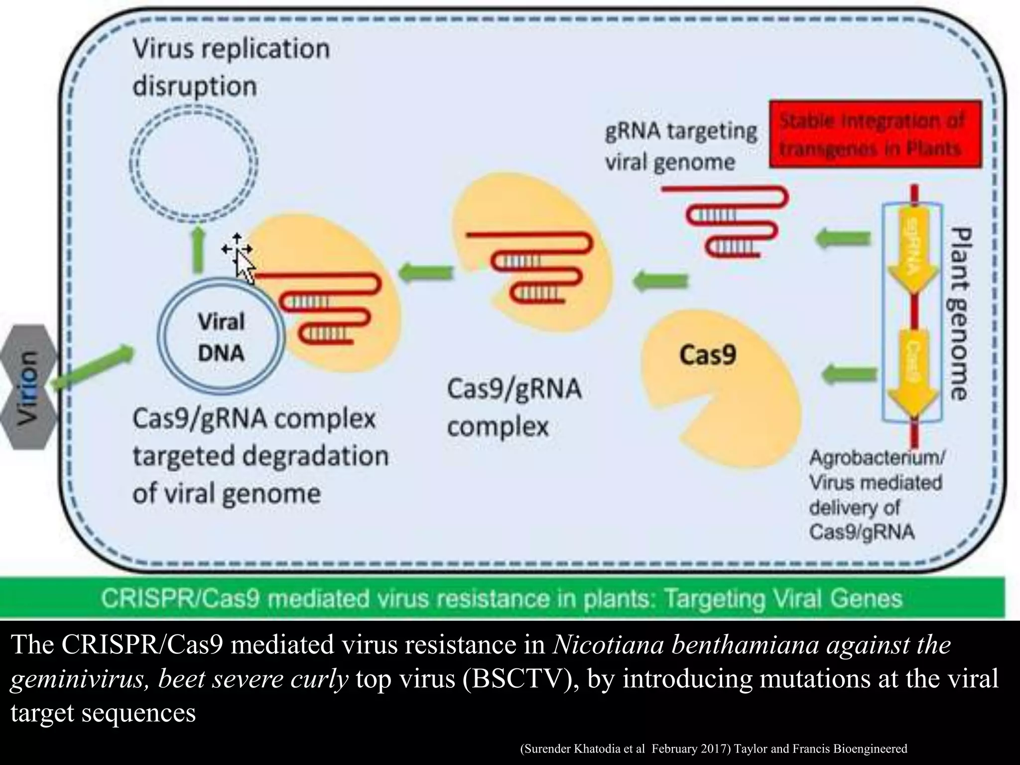 Engineering plant immunity using crispr cas9 to generate virus ...