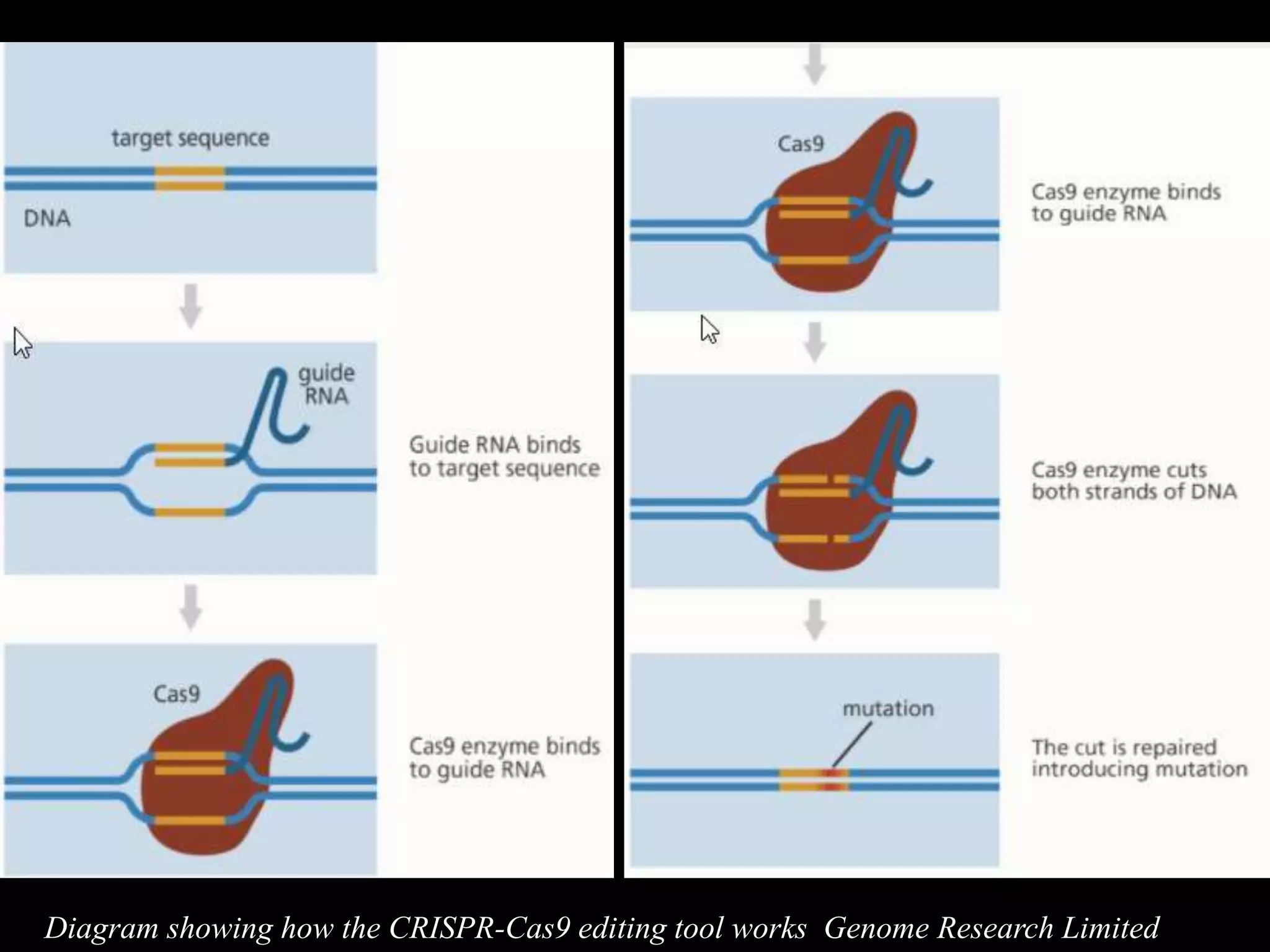 Engineering plant immunity using crispr cas9 to generate virus ...