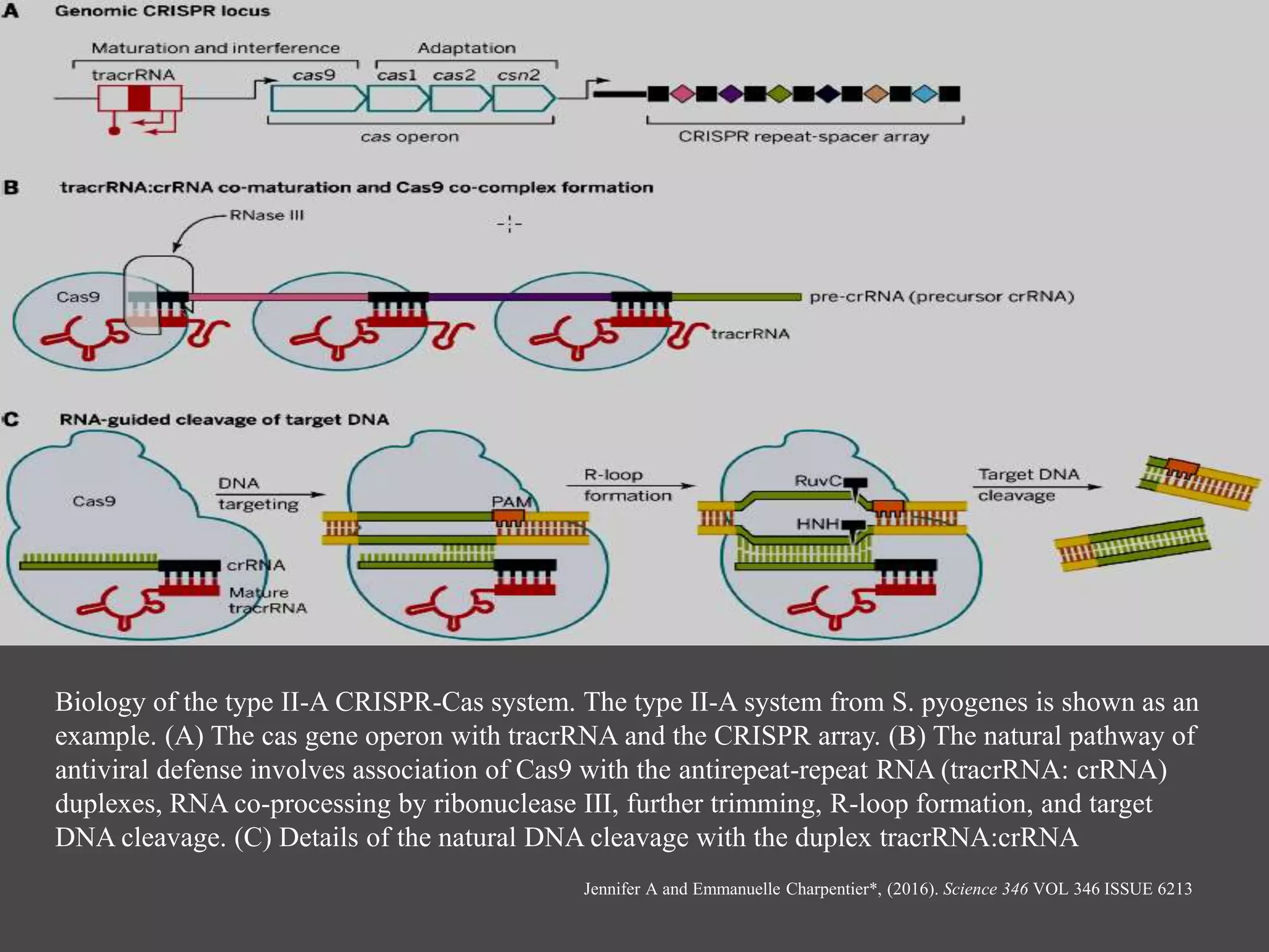 Engineering plant immunity using crispr cas9 to generate virus ...