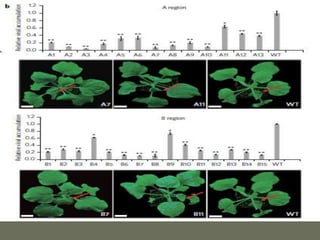 Engineering plant immunity using crispr cas9 to generate virus ...