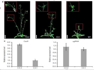 Engineering plant immunity using crispr cas9 to generate virus ...