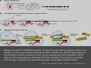Engineering plant immunity using crispr cas9 to generate virus resistance | PPT