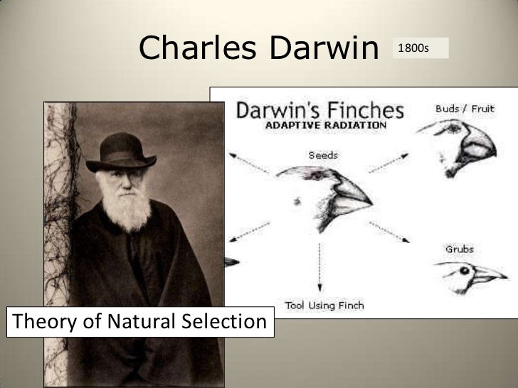 Human Characteristics of England