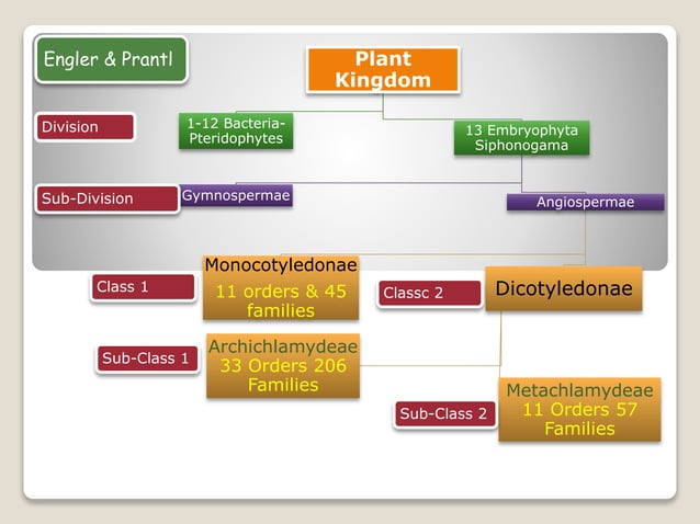 Engler and Prantl's system of Plant Classification | PPTX | Gardening ...