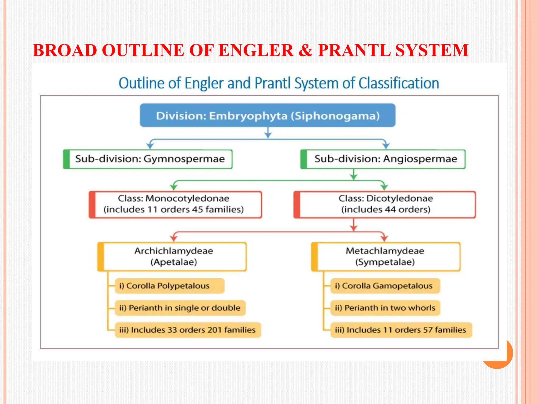 Engler and Prantl system of classification in plant taxonomy | PDF
