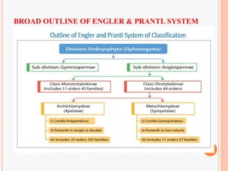 Engler and Prantl system of classification in plant taxonomy | PDF