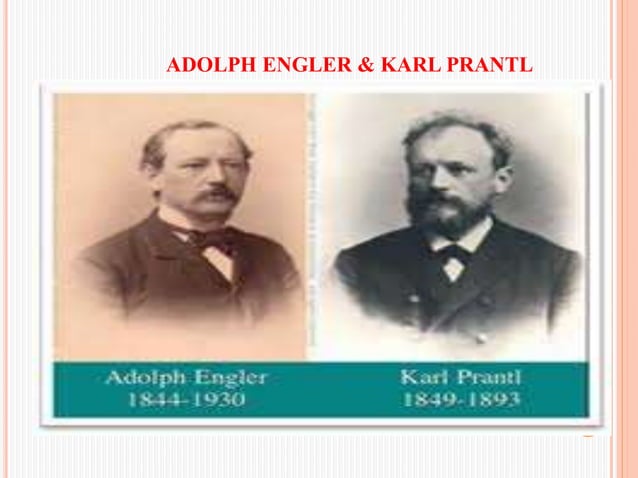 Engler and Prantl system of classification in plant taxonomy | PDF