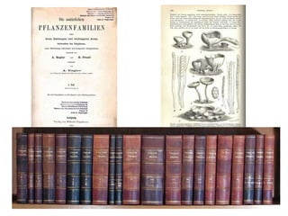 Engler & prantl system of classification | PPSX