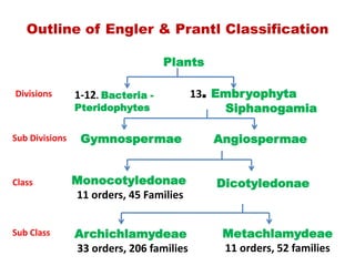 Engler & prantl system of classification | PPSX