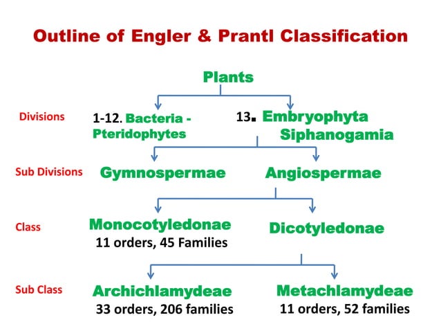Engler & prantl system of classification | PPSX