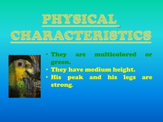 the world of parrots | PPTX