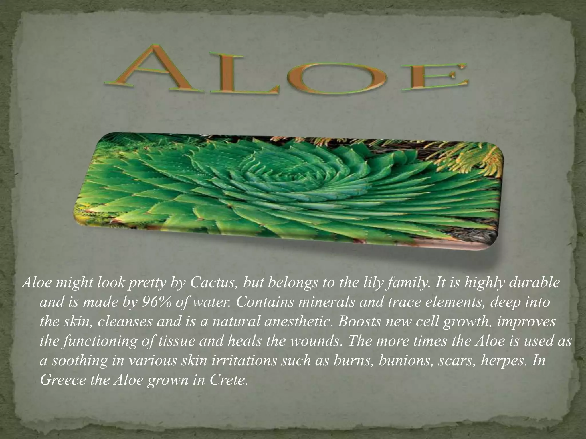 Greek Herbs, God's pharmacy | PPT
