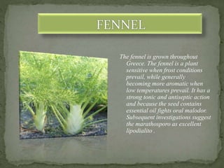 Greek Herbs, God's pharmacy | PPT