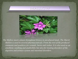Greek Herbs, God's pharmacy | PPT
