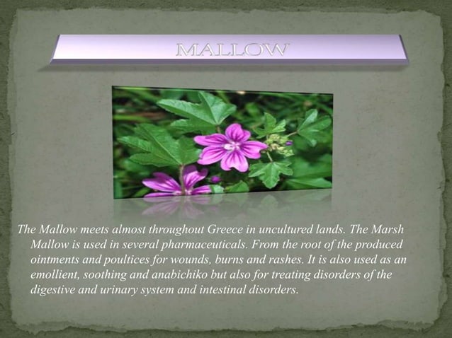 Greek Herbs, God's pharmacy | PPT