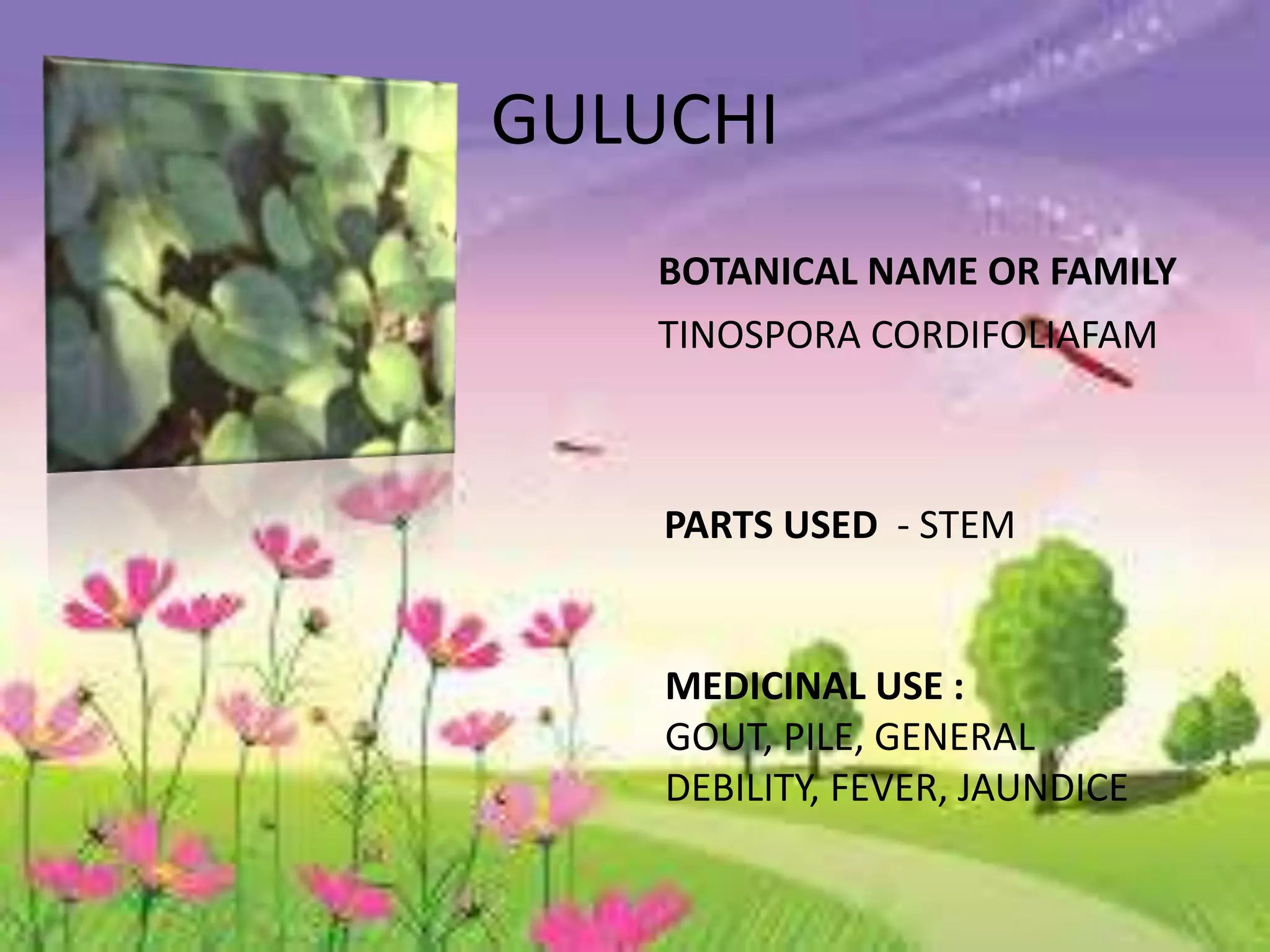 medicinal plants and their uses | PPTX