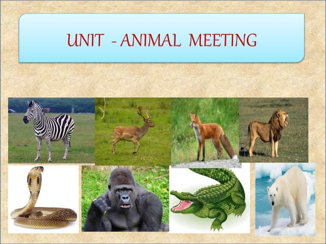 ANIMAL MEETING CLASS III | PPTX