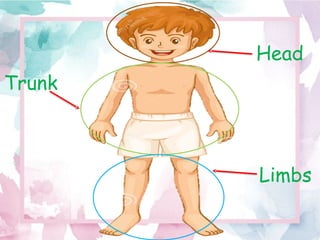 English- Body Parts presentation for the students | PPT