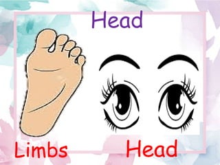 English- Body Parts presentation for the students | PPT