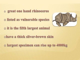 rhinos | PPTX
