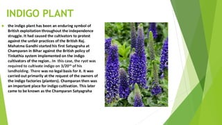 Ppt on indigo lesson class 12 science project | PDF