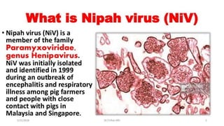 Nipa Virus | PPTX