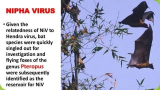 Nipa Virus | PPTX