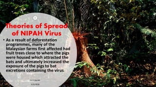 Nipa Virus | PPTX