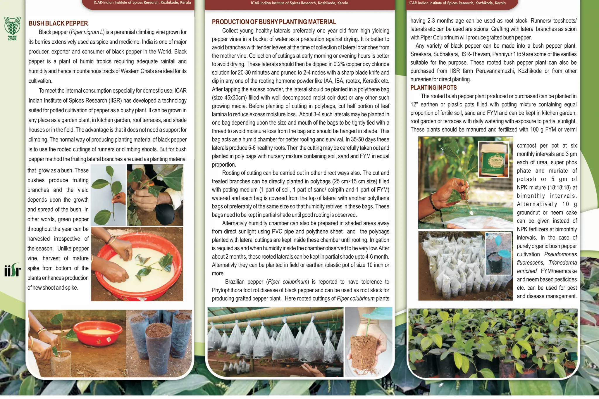 English Bush Pepper - Black Pepper in English | PDF