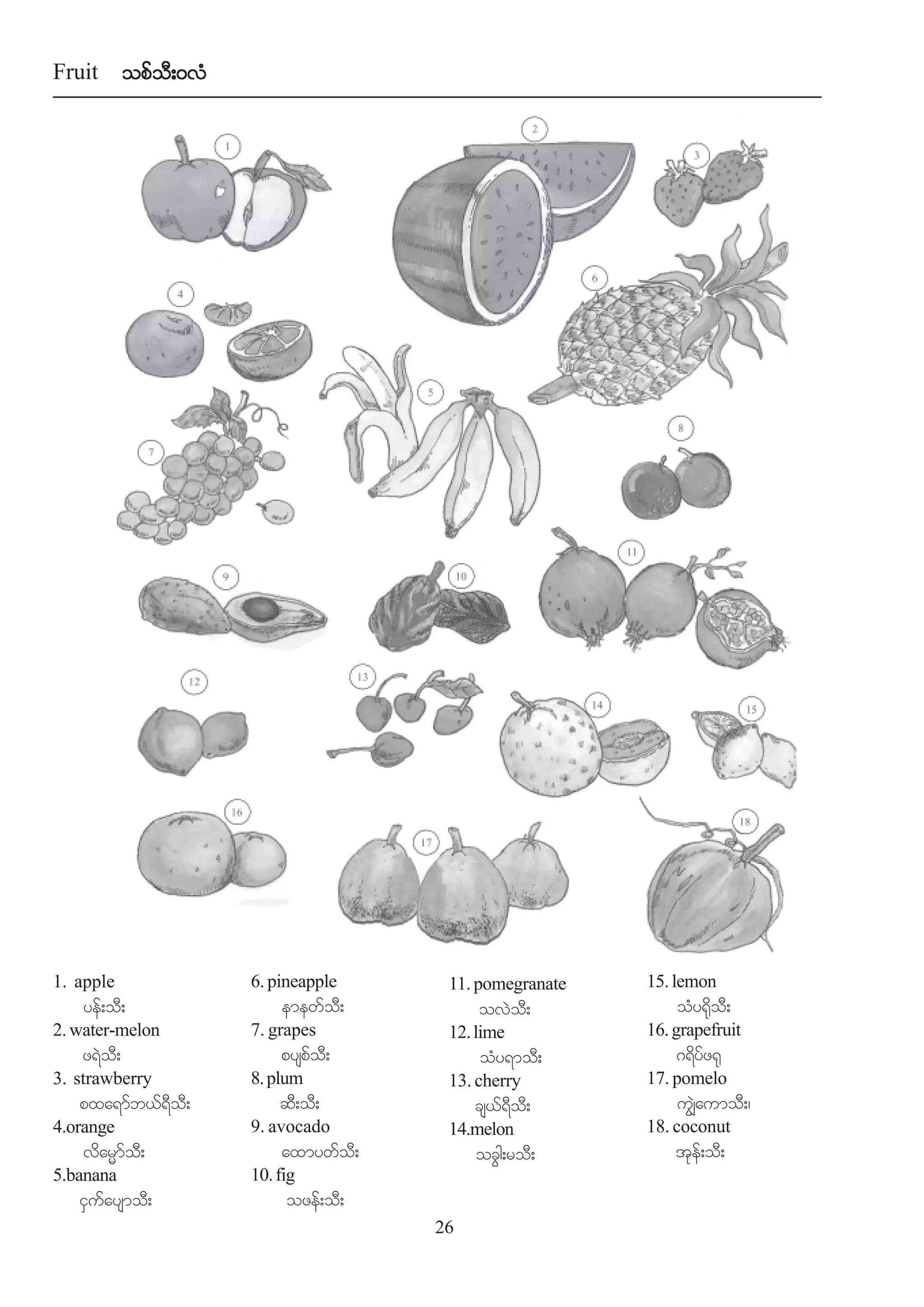 English burmese picture_dictionary | PDF