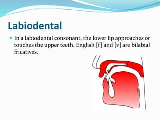 English consonants and classification | PPTX