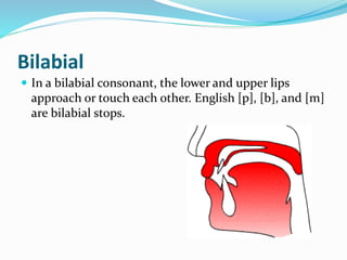 English consonant sounds by Monir Hossen | PPTX