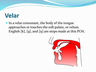English consonant sounds by Monir Hossen | PPTX