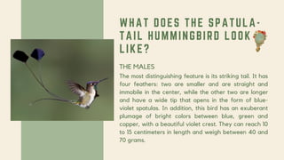 Animales en peligro de extinción-Colibrí cola de espatula.pdf