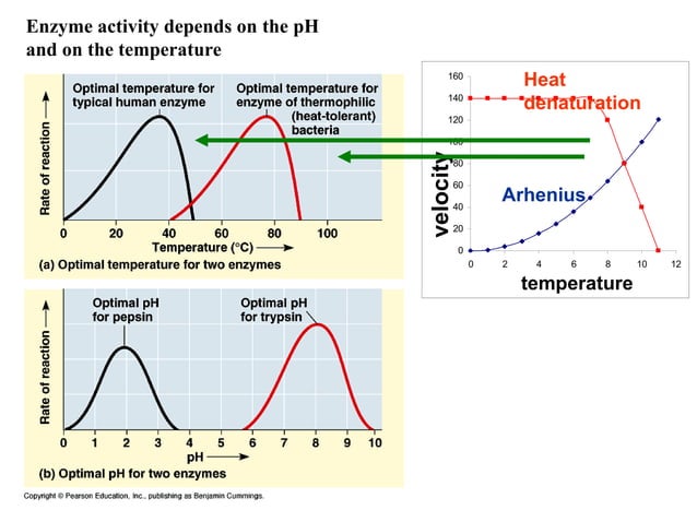 Biochemistry english enzymes Enzymes.pptx