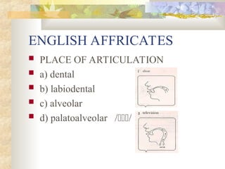 ENGLISH FRICATIVES A PART OF CONSONANT.ppt