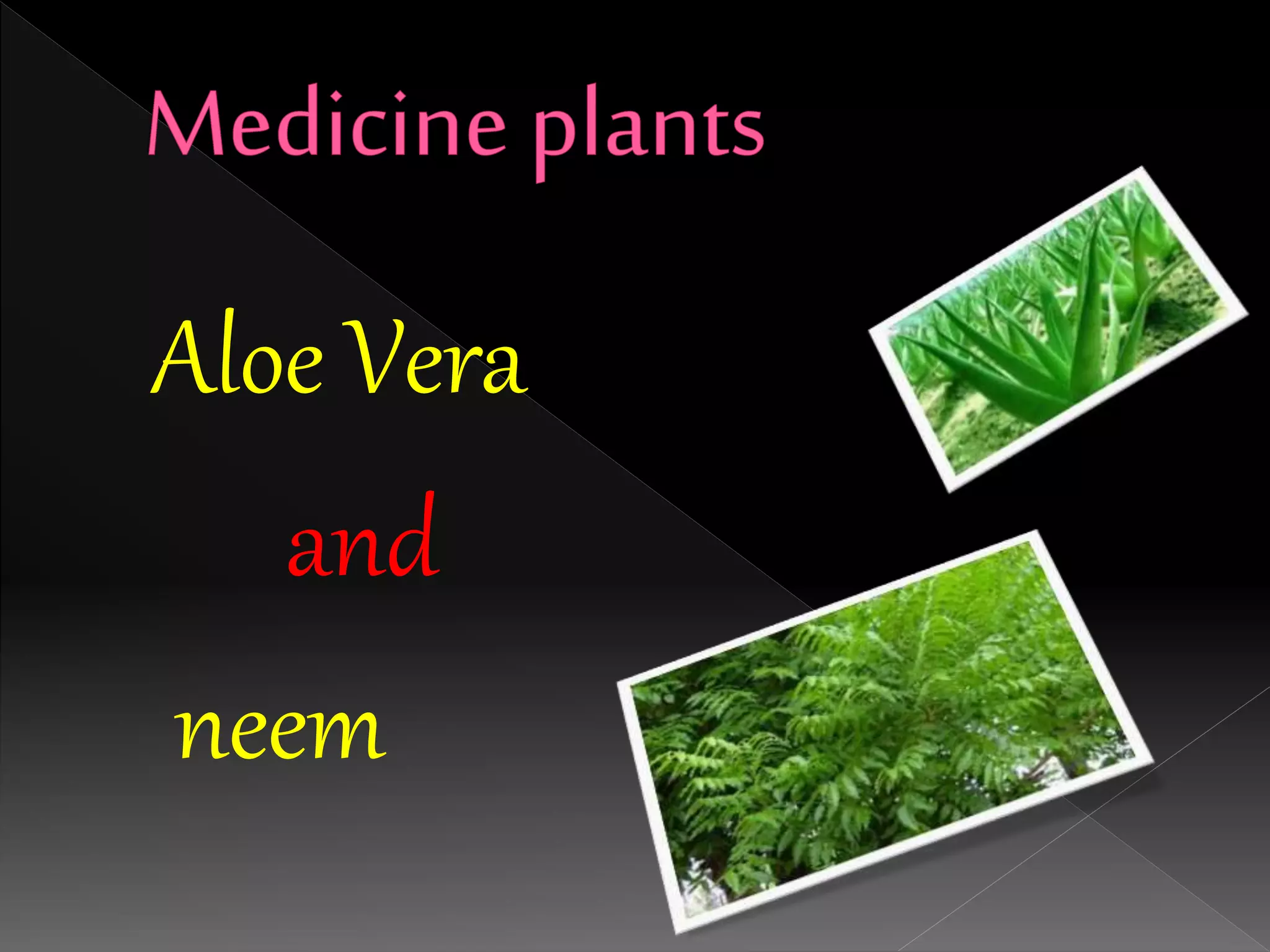 medicine plants | PPTX | Herbs and Supplements | Alternative Medicine