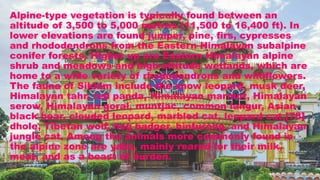 GLIPSE OF SIKKIM | PPT