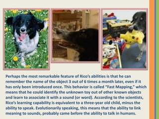 English iii rico the dog | PPTX