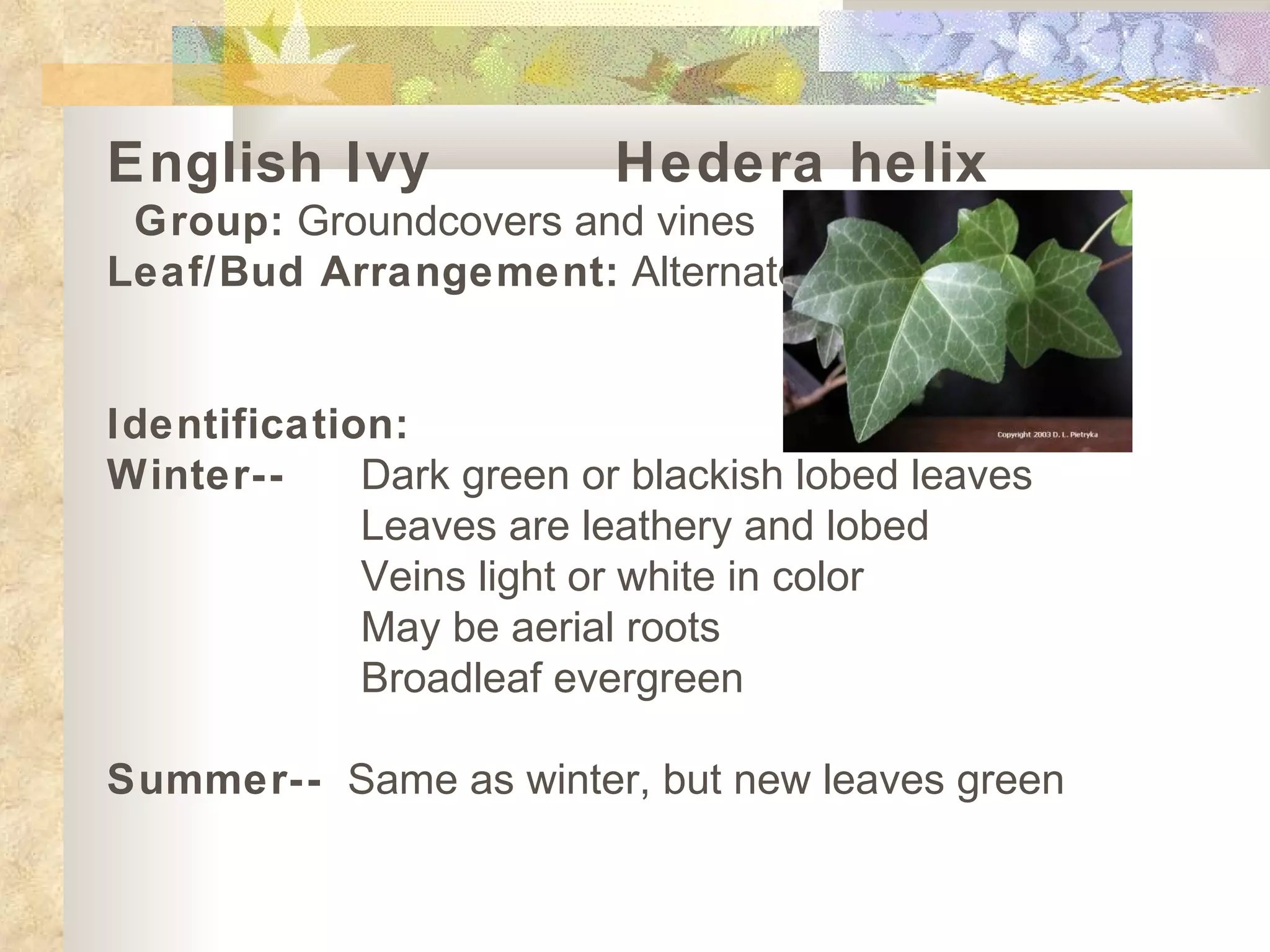 English ivy show | PPT