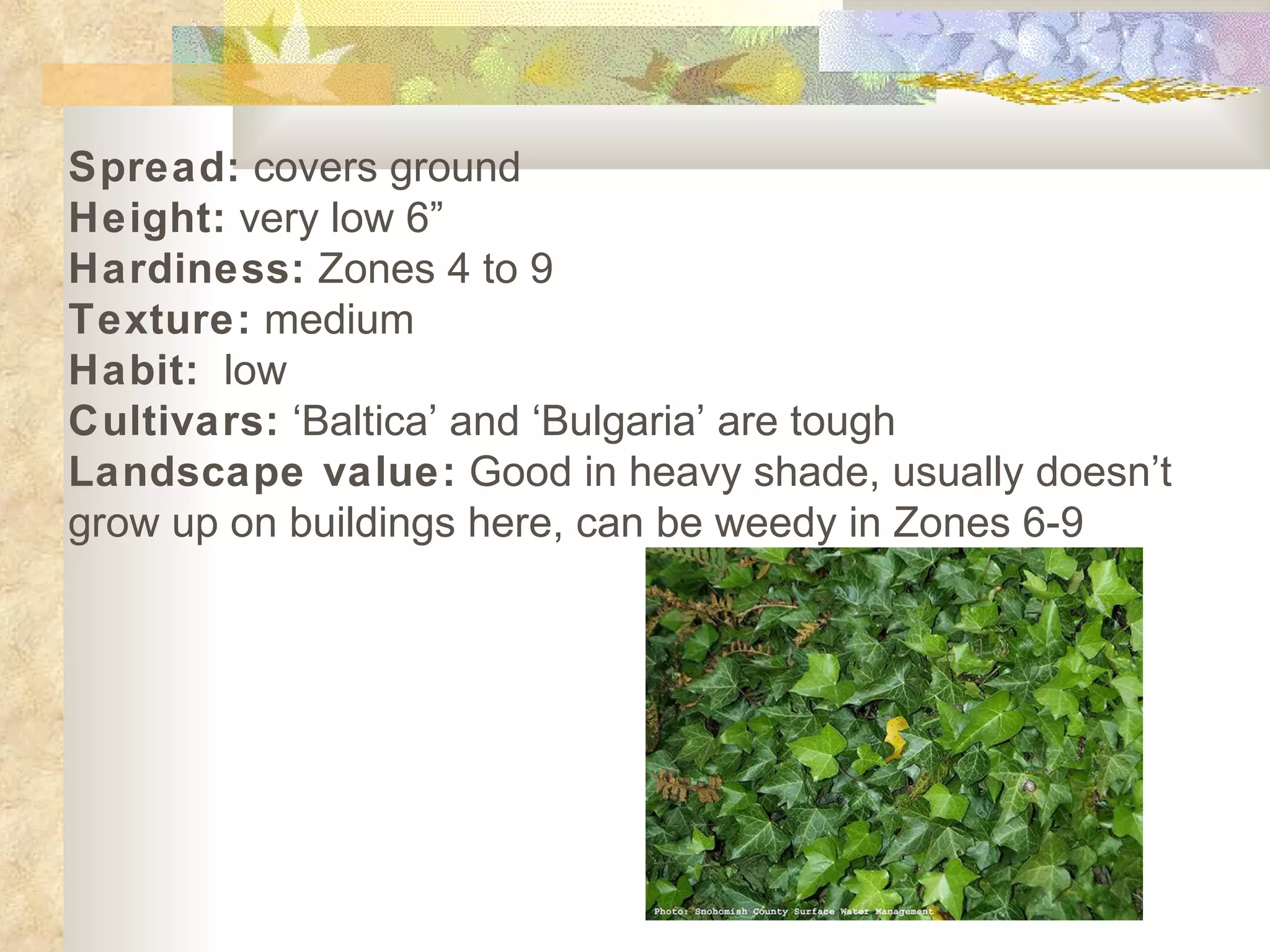 English ivy show | PPT