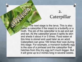 English language task about explanation text | PPT